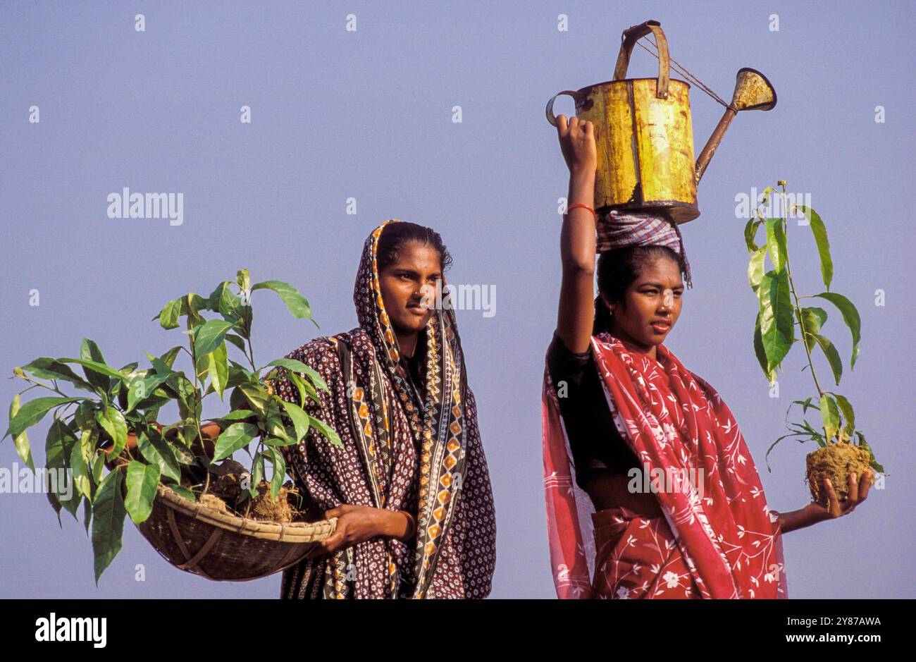 Bangladesh, Mirzapur, women carry seedlings at a tree nursery for ...