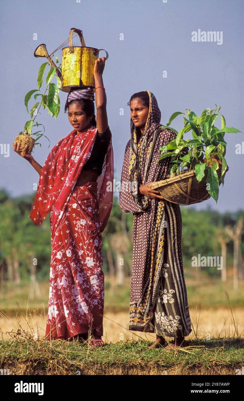 Bangladesh, Mirzapur, women carry seedlings at a tree nursery for reforestation Stock Photo - Alamy