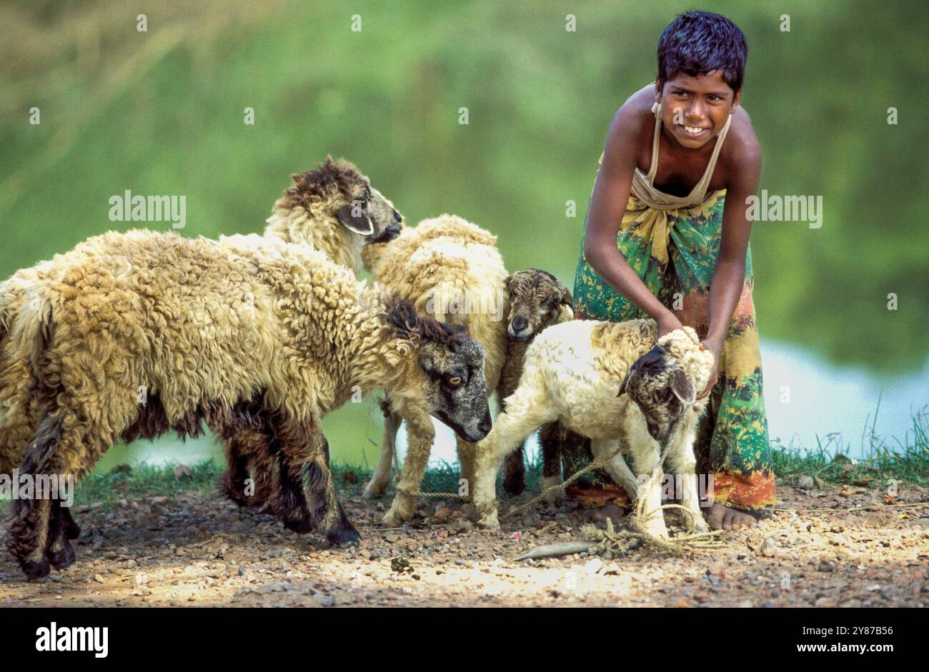 Bangladesh lamb hi-res stock photography and images - Alamy