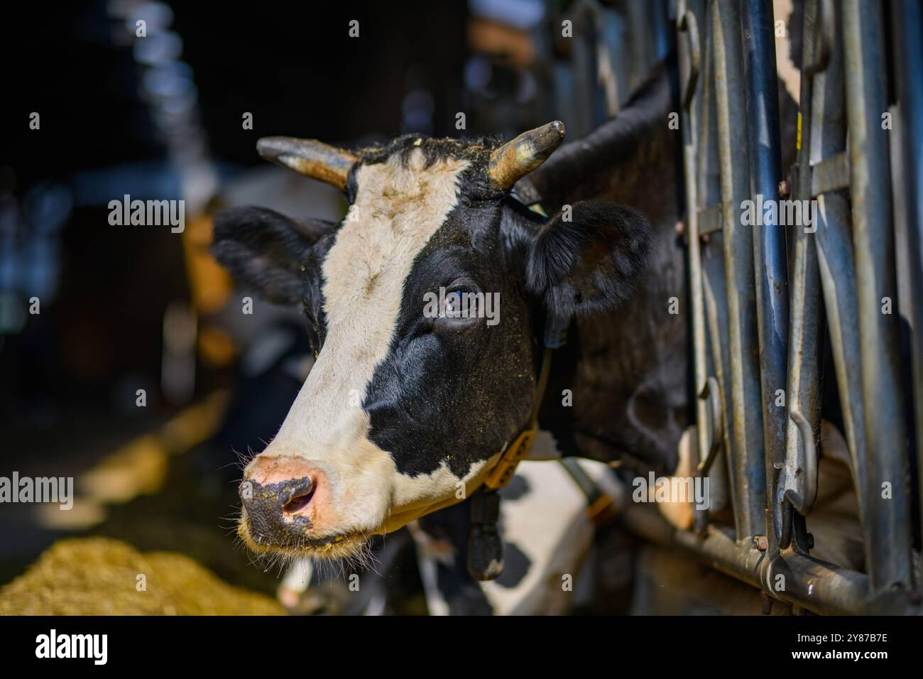 Cow calf in feedlot. Cows head peeking over the fence in the barn ...