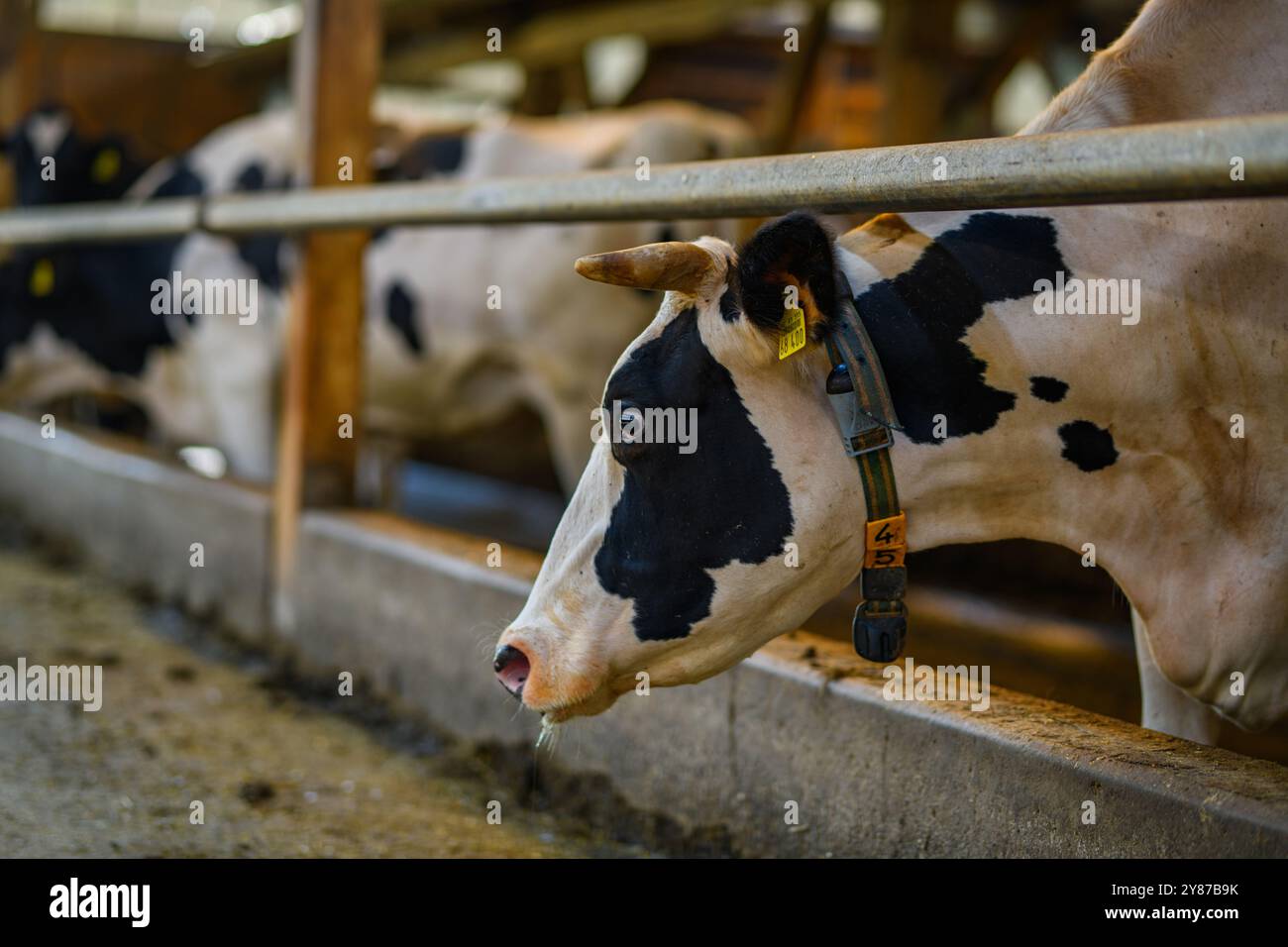 Cow in cage at dairy farm. Cow behind fence on farm. Animal husbandry ...