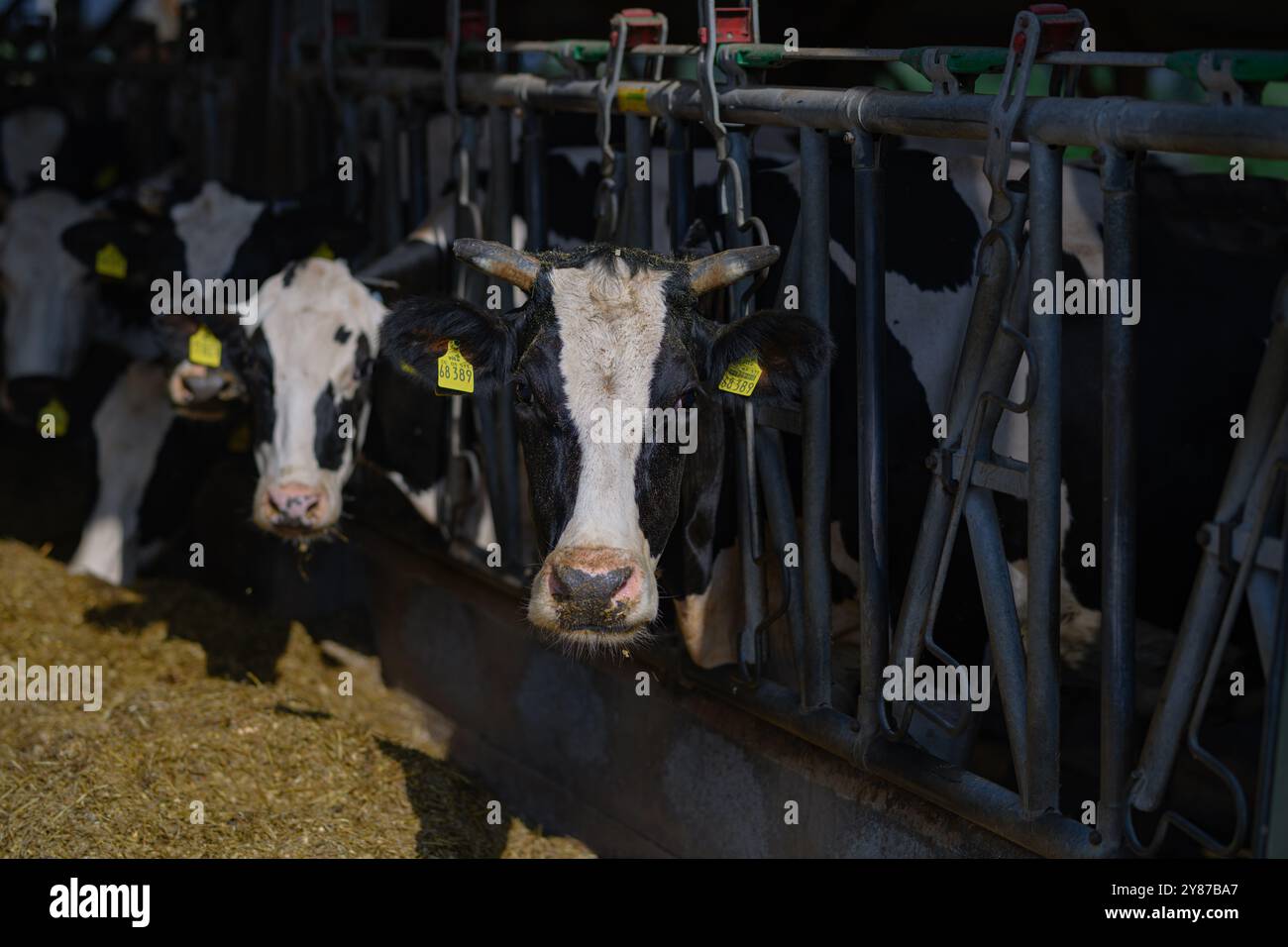 Cow factory. Cow at milk farm. Agriculture industry, farming, people ...