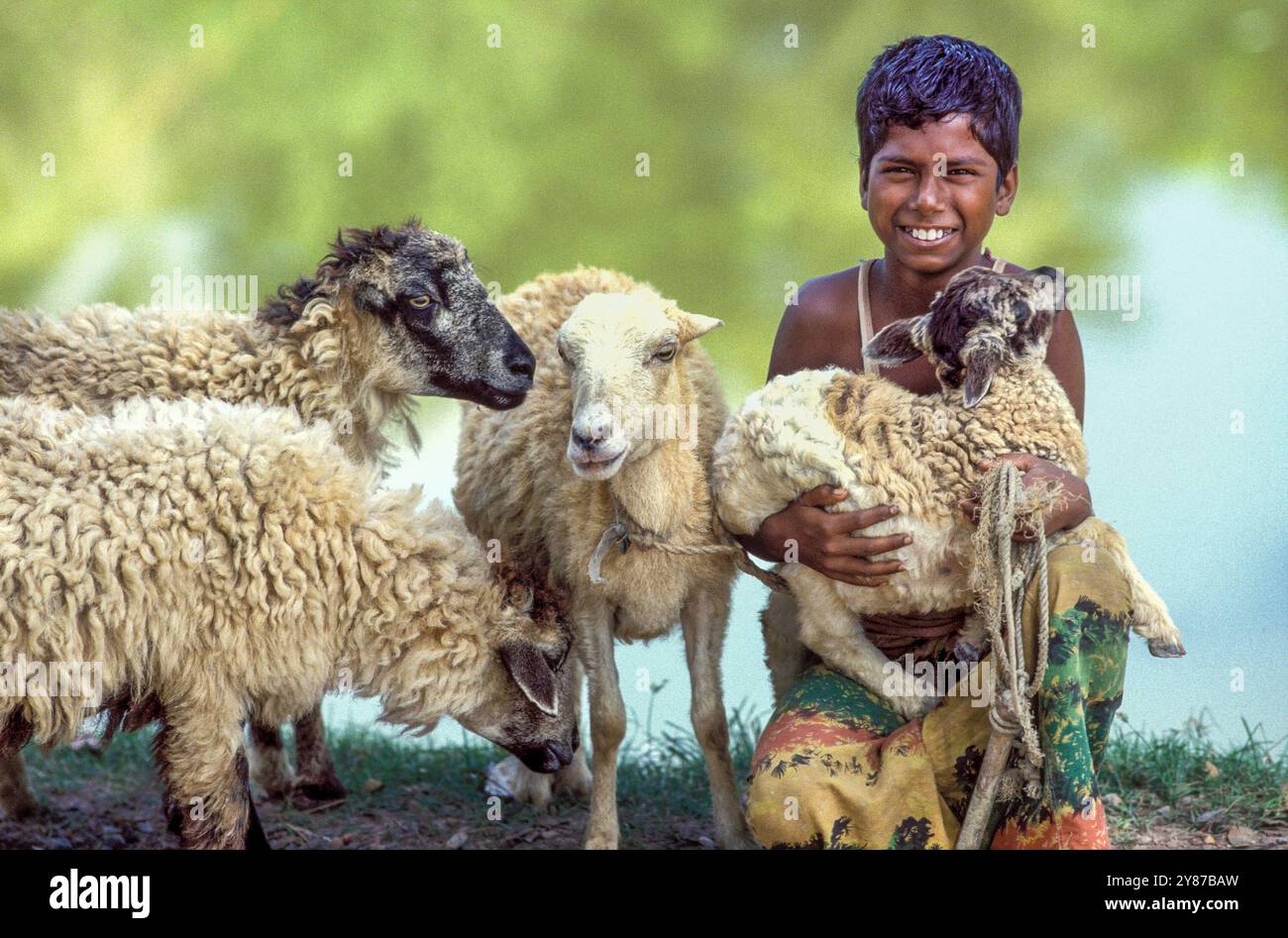 Bangladesh, Manikganj, after herding a boy brings the sheep to his ...
