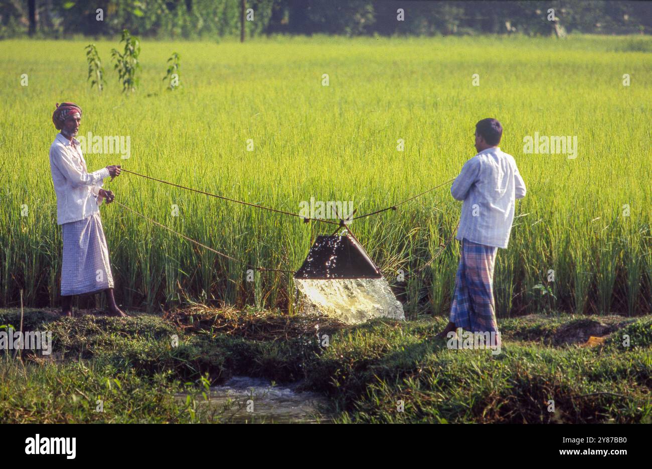 Bangladesh; farmers on a rice field irrigate the crop with water from ...