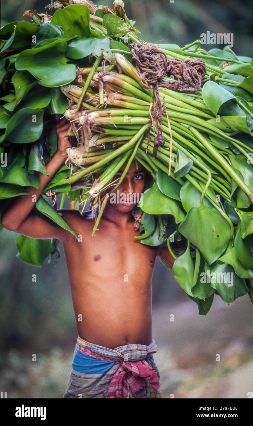 Bangladesh, Manikganj, young man carries the harvested stalks of water ...