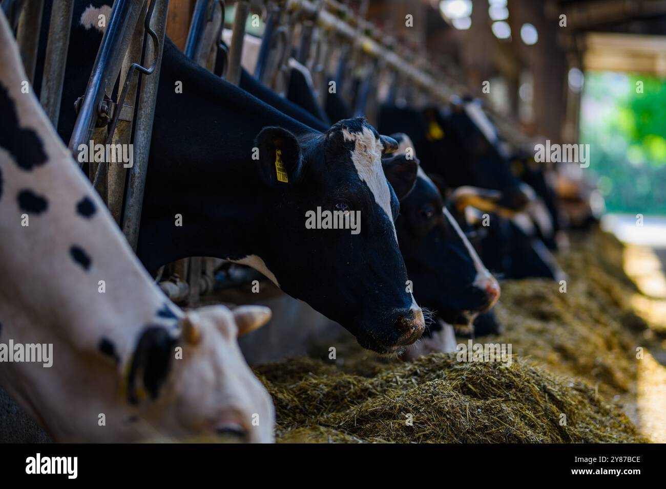 Cow in cage at dairy farm. Cow behind fence on farm. Animal husbandry ...
