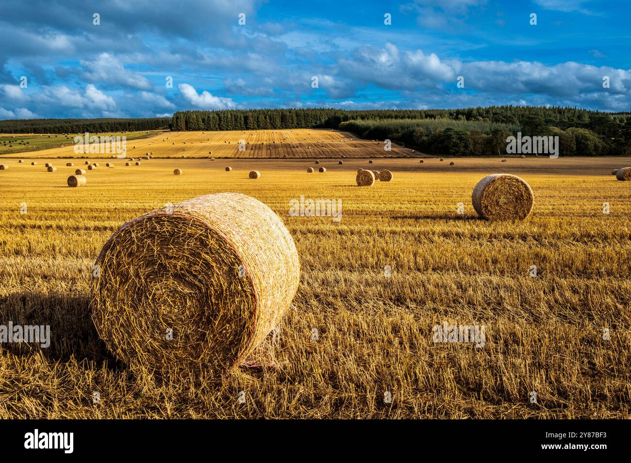 Autumn: straw bales in a field in South Lanarkshire, Scotland Stock ...