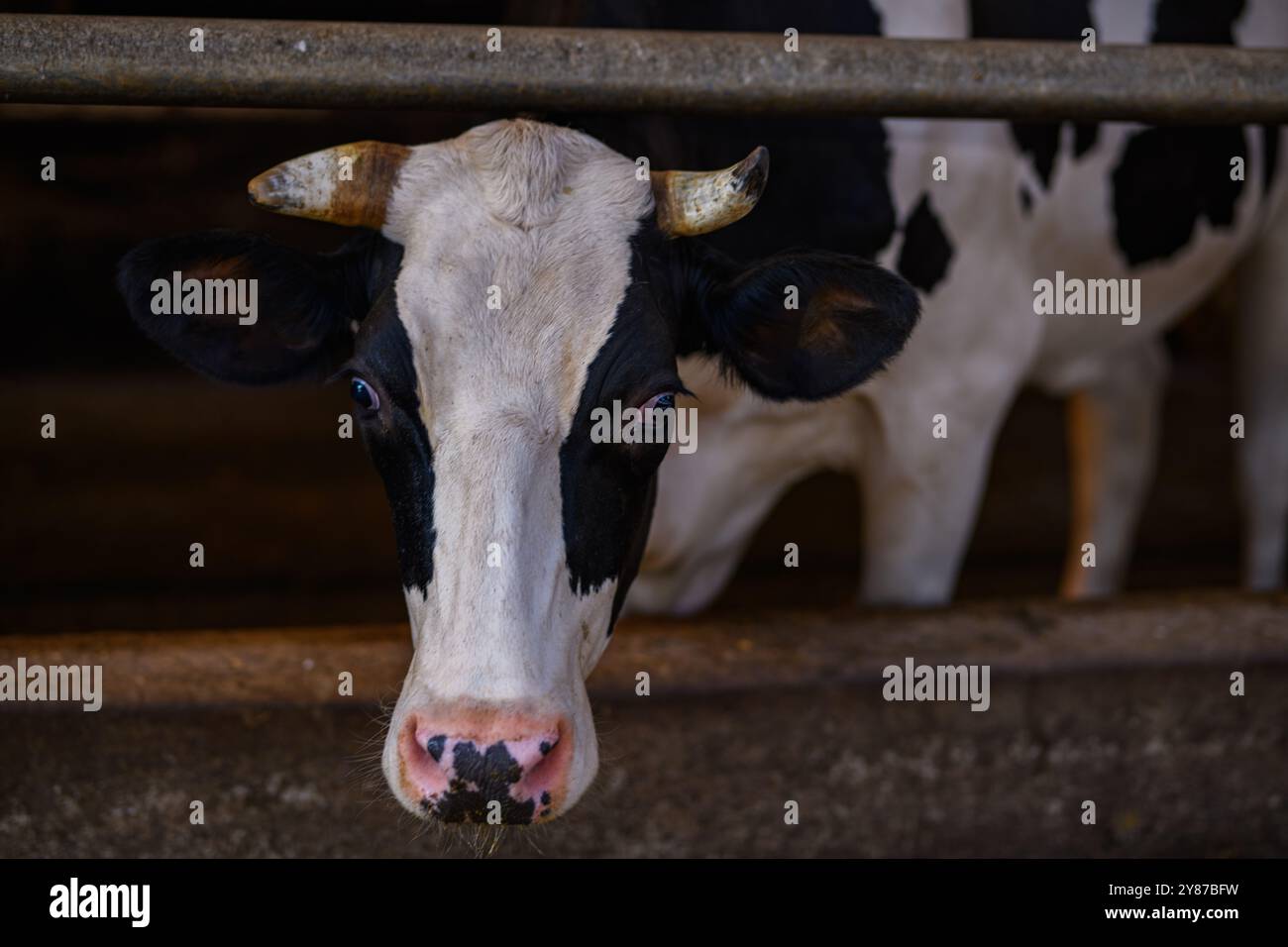 Cows in a farm. Dairy cows. Cowshed. Cow at milk farm. Cow factory ...