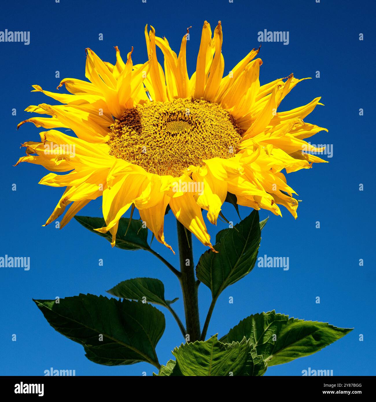 A Giant Sunflower blooming in early October in a blue cloudless sky in ...