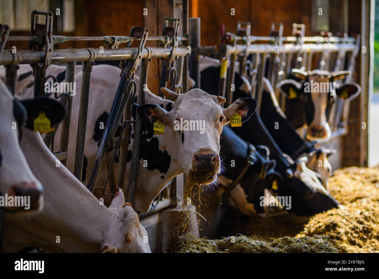 Cows on organic milk farm. Cow farm visit. Cow factory. Cow at milk ...
