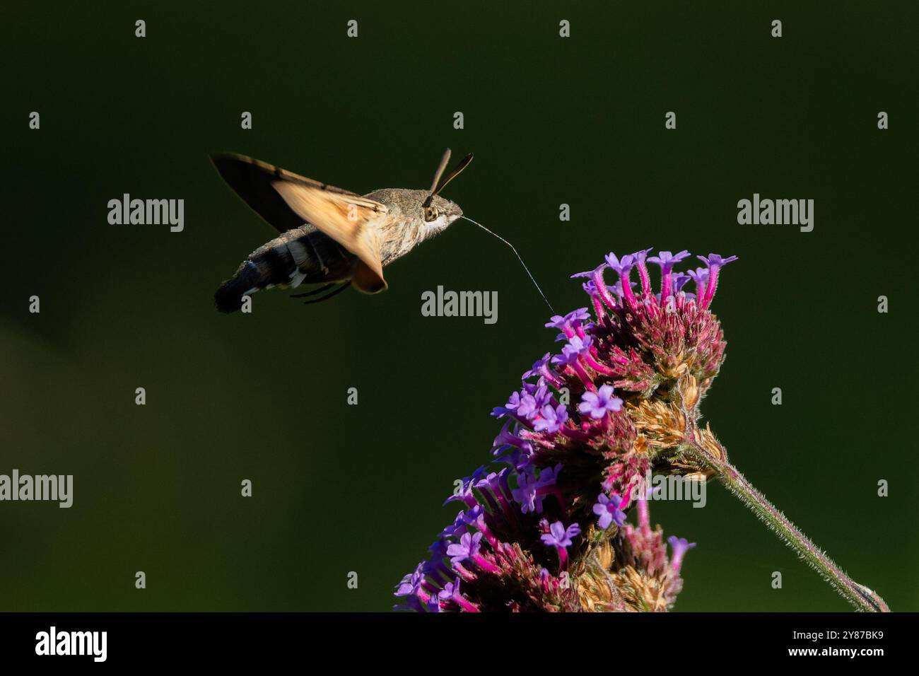 Tiny Hummingbird hawk-moth buzzing around violet flowers of Argentinian ...