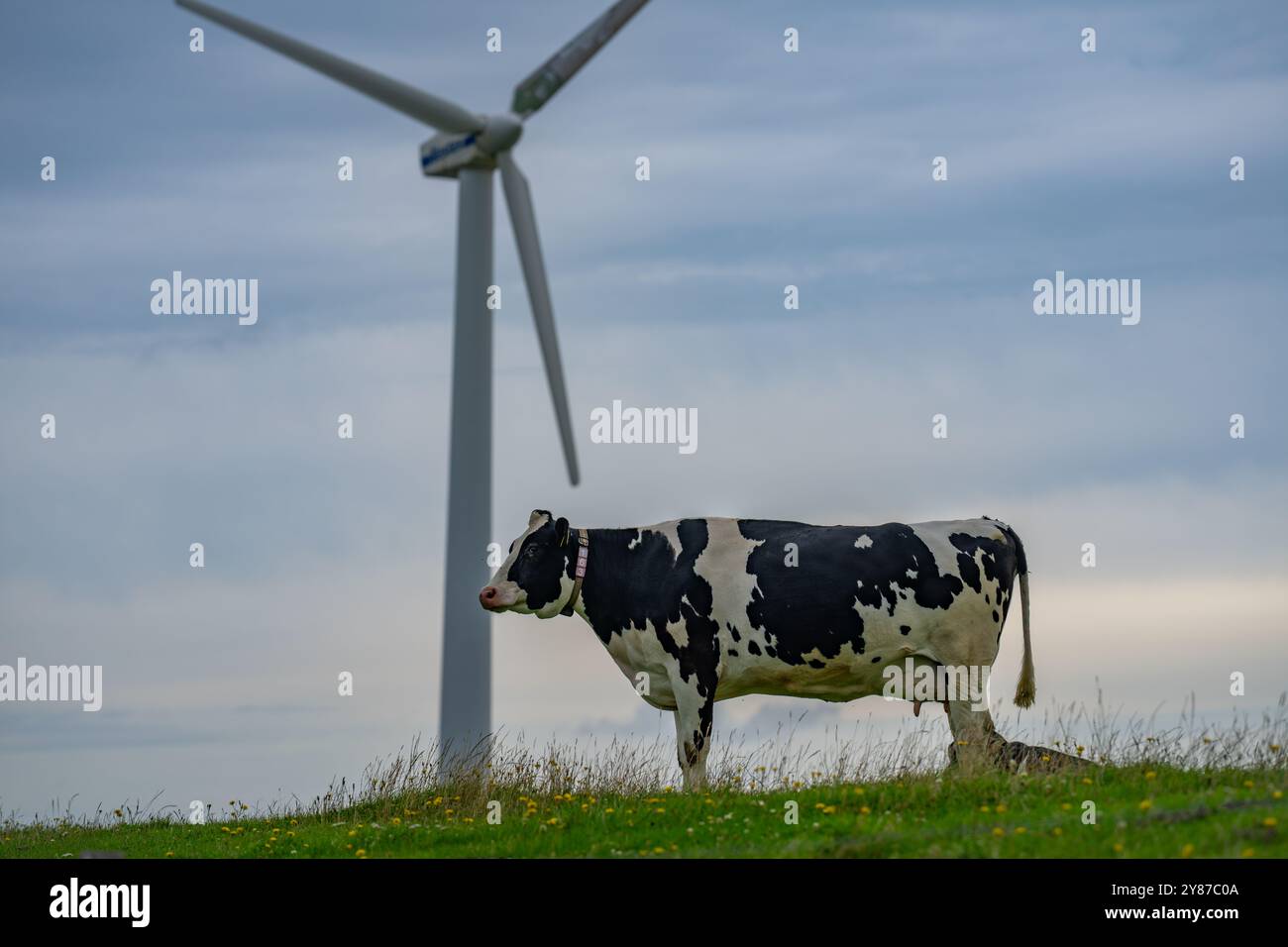 Eco farm. Wind energy. Ecology. Green energy concept. Eco farming ...