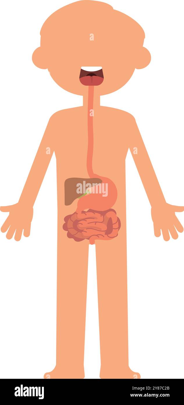 Kid digestive system. Child body medical illustration Stock Vector ...