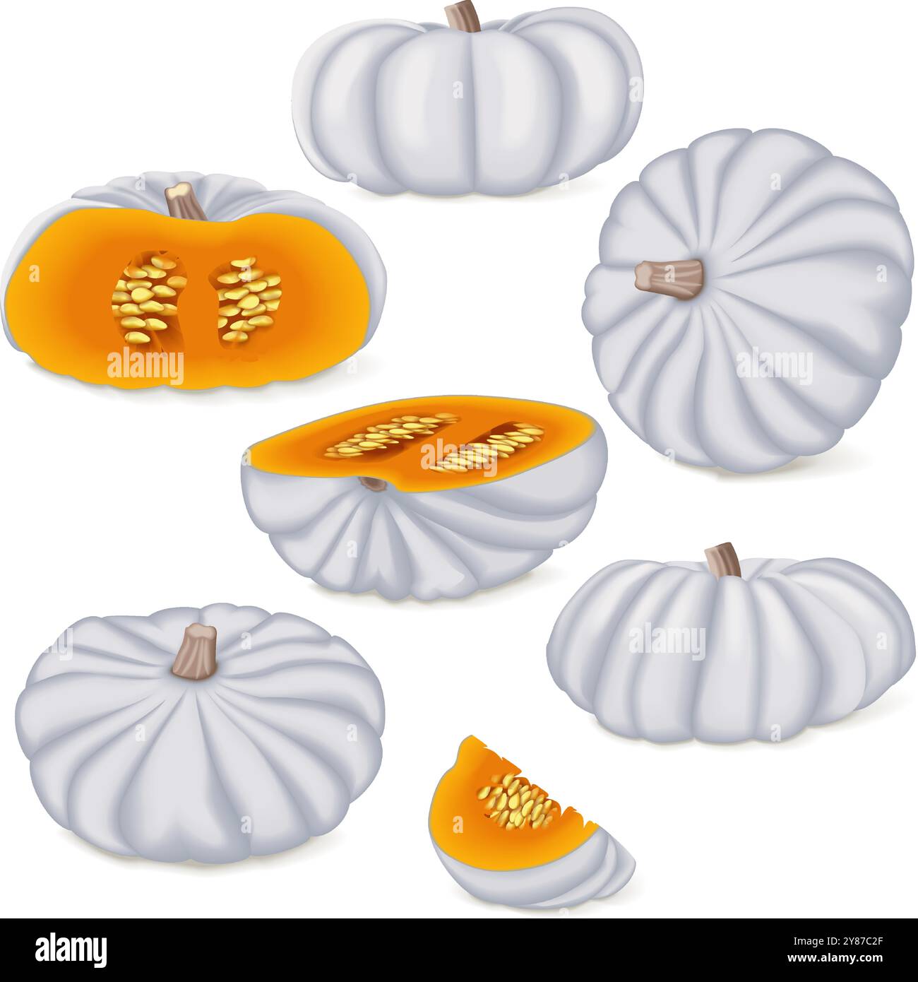 Clip art. White Valenciano pumpkin. Winter squash. Cucurbita maxima ...