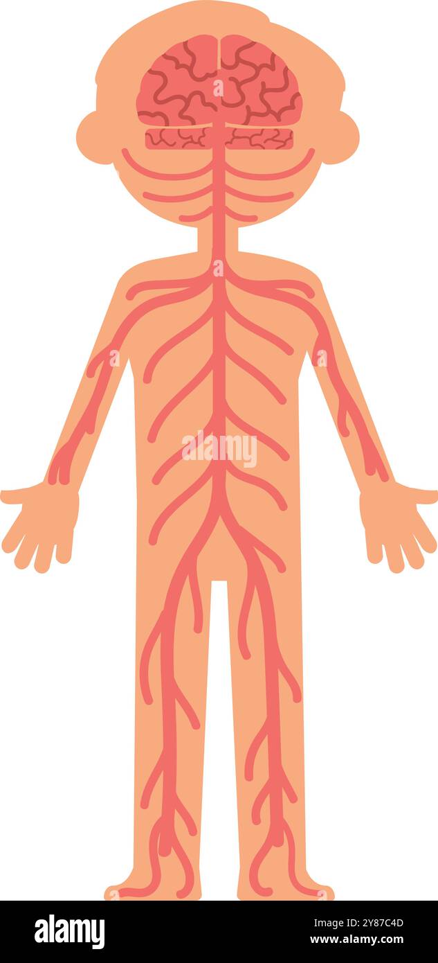Kid nervous system diagram. Child anatomy illustration Stock Vector ...