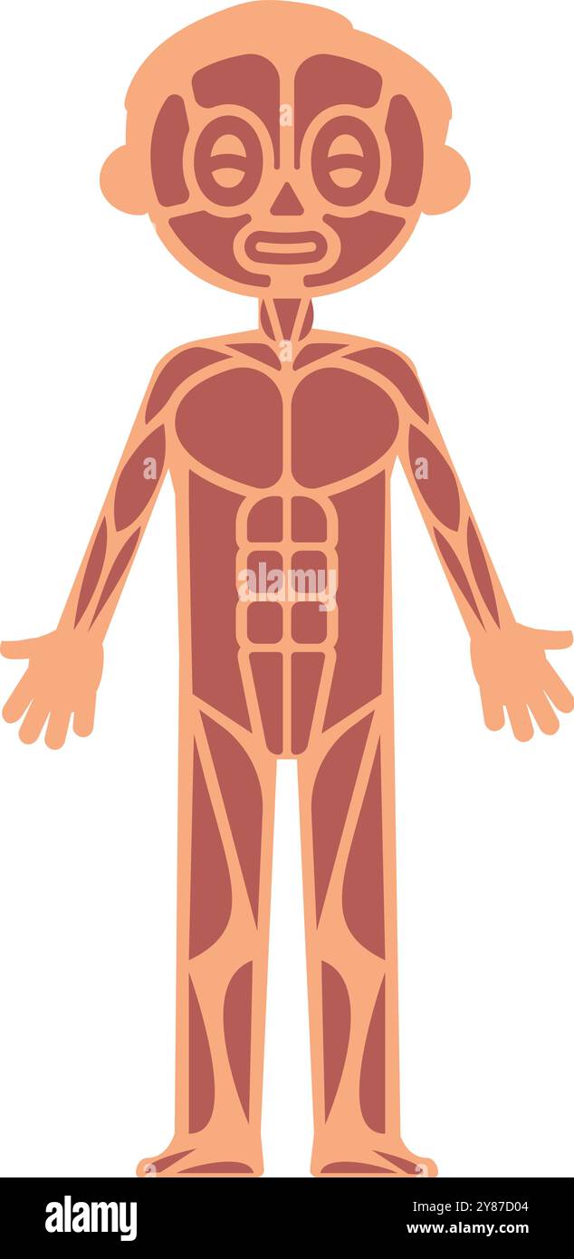 Kid muscular system infographics. Human anatomy illustration isolated ...