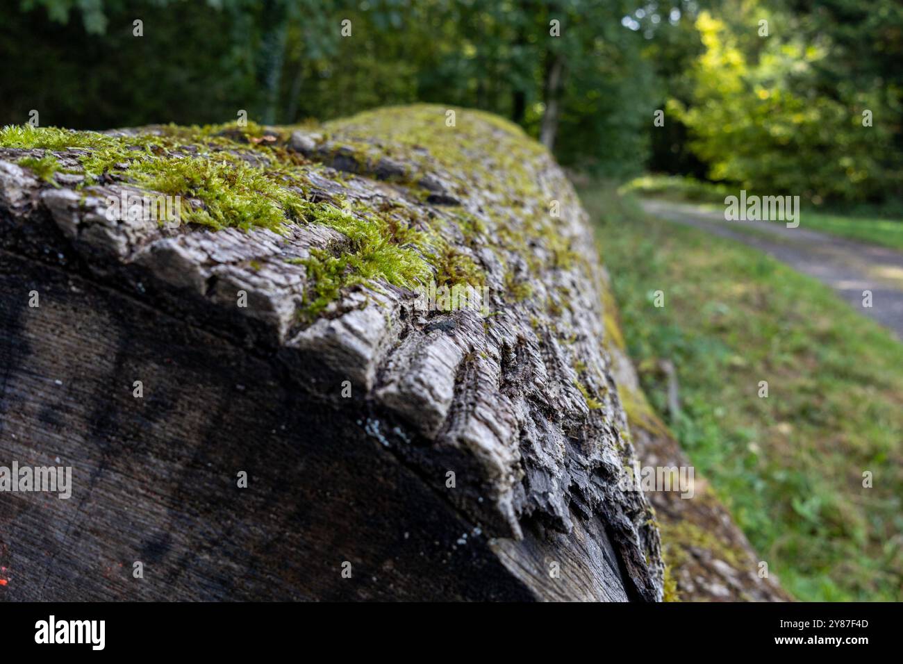 Forest trees shown in hi-res stock photography and images - Alamy