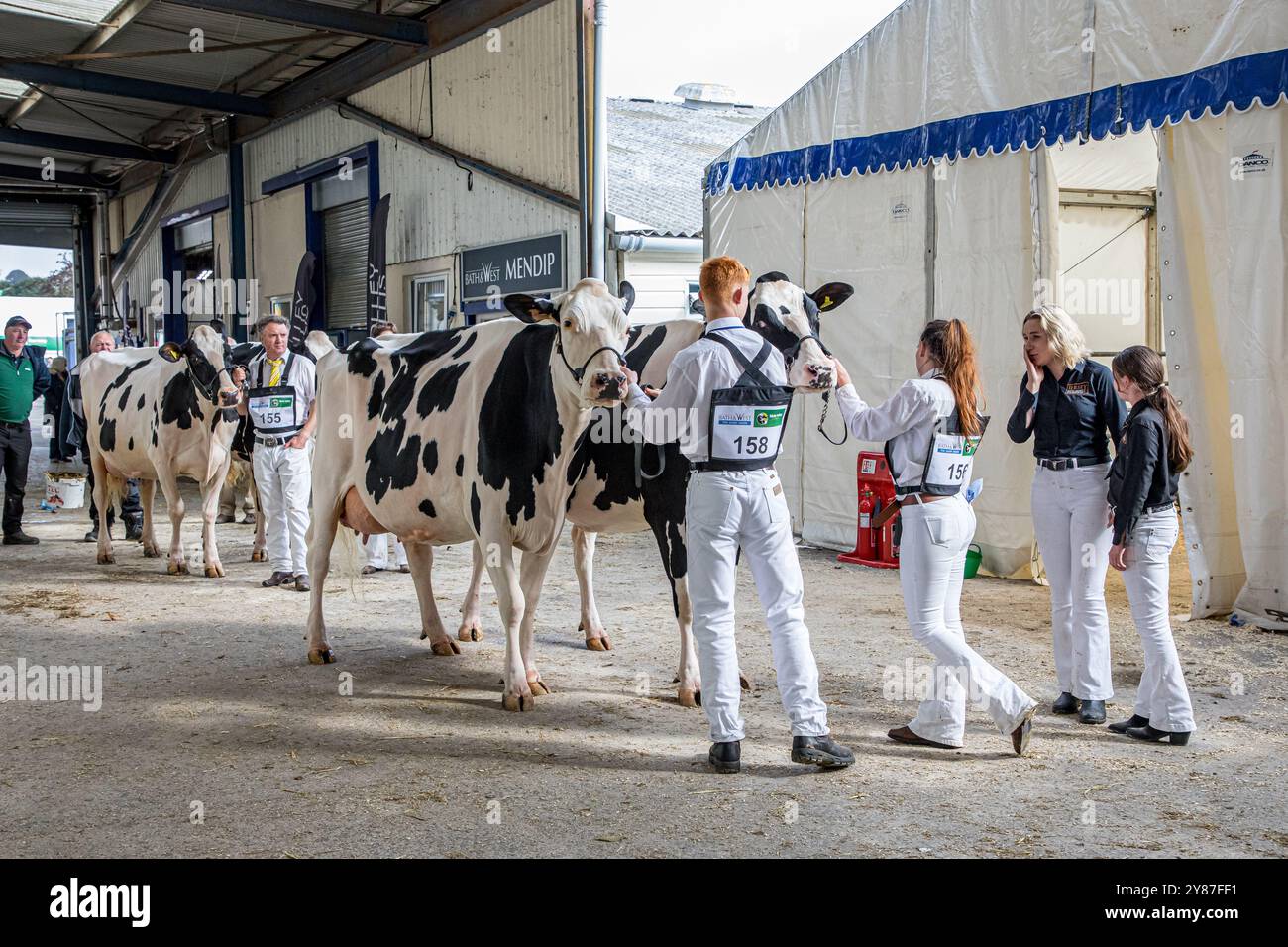 Dairy cows and their handlers line up ready to enter the judging ring ...