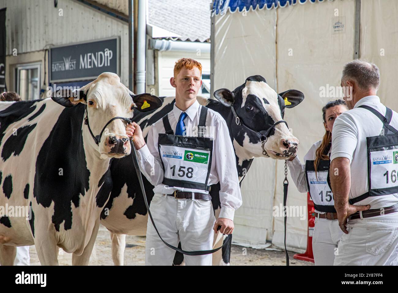Dairy cows and their handlers line up ready to enter the judging ring ...