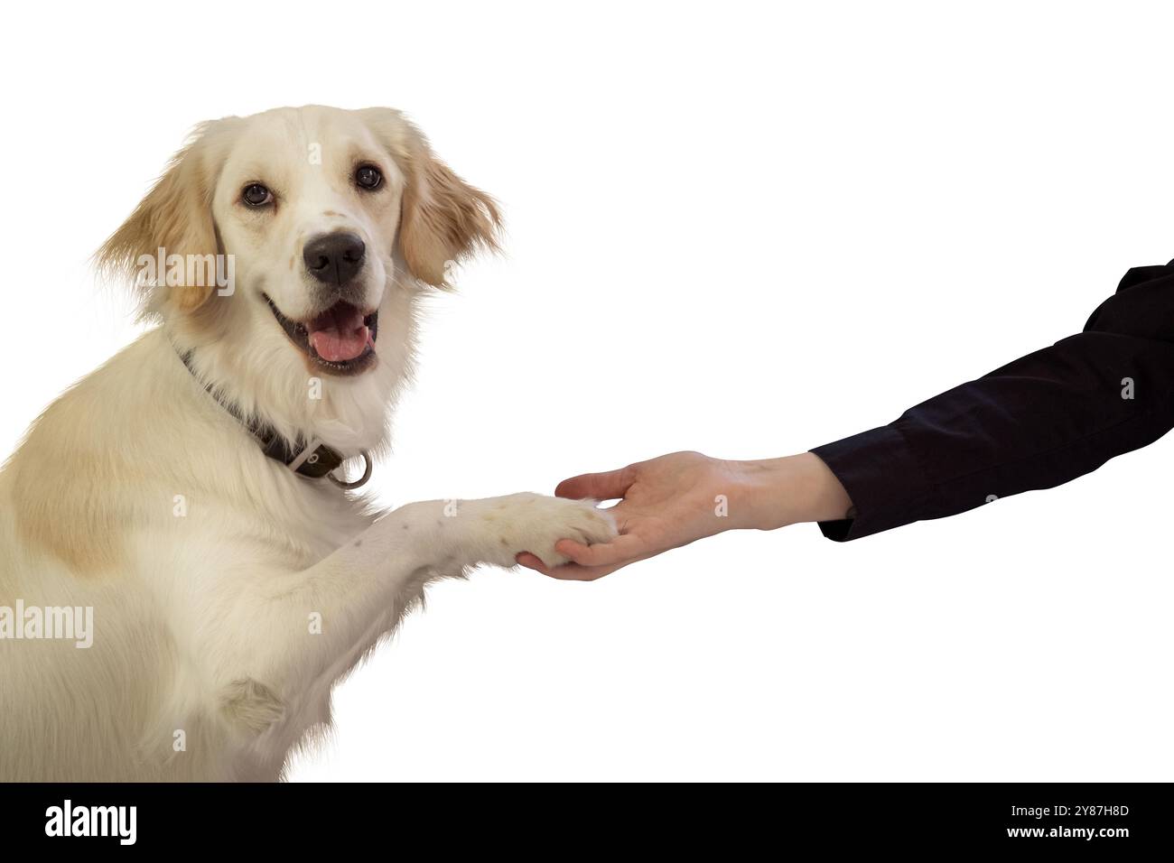 A friendly golden retriever gives her paw to a person while looking at ...