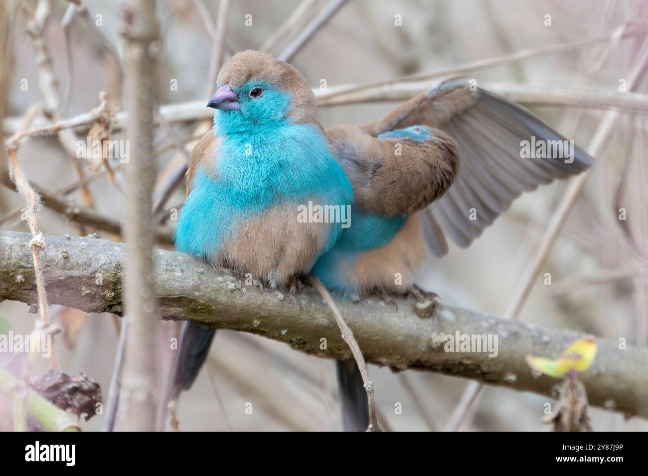Commonly kept as aviary bird hi-res stock photography and images - Alamy