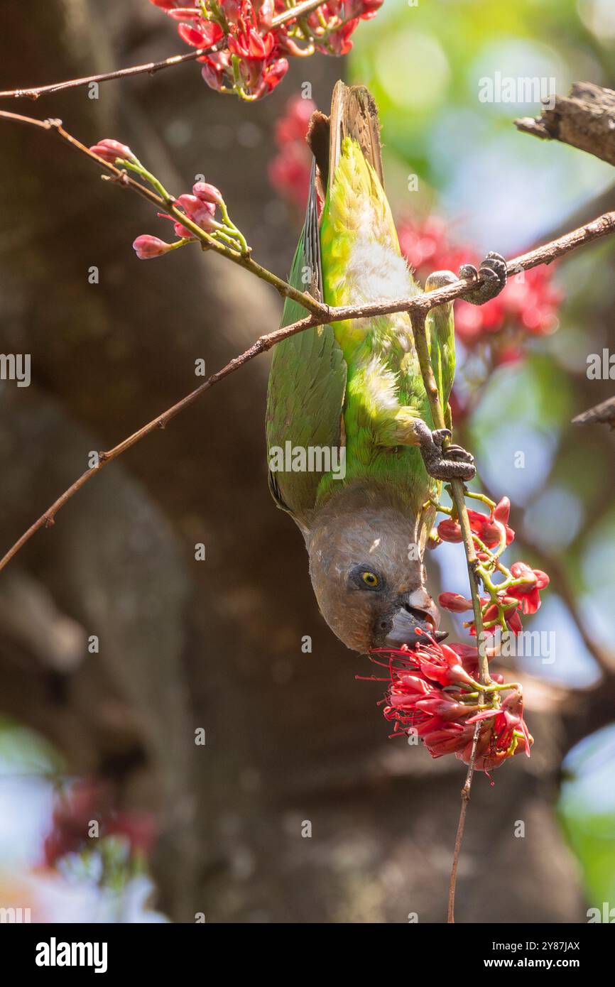 Brown-headed Parrot (Poicephalus cryptoxanthus) on Weeping Boer-bean ...