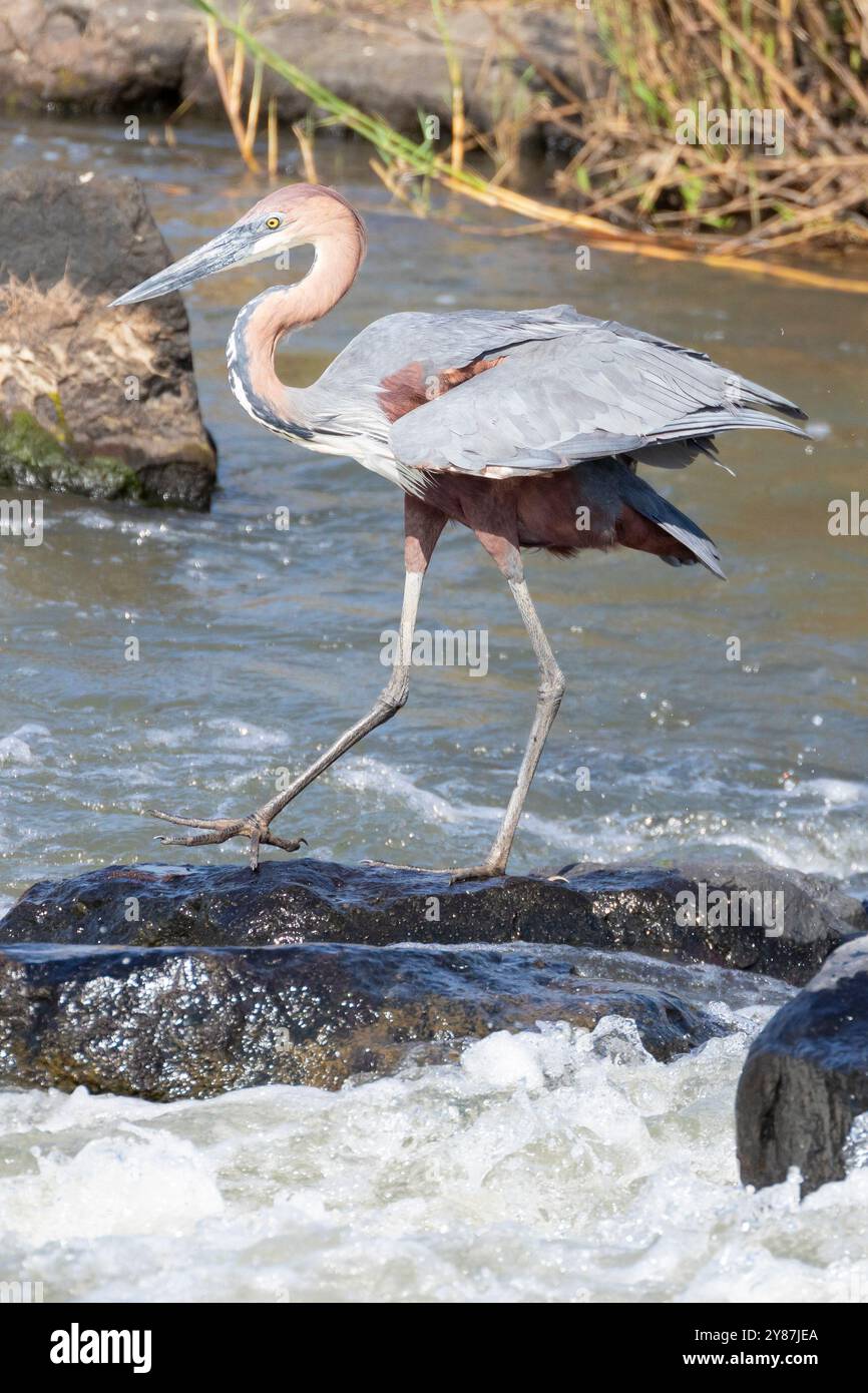 Goliath Heron (ardea goliath) fishing in rapids Kruger National Park ...