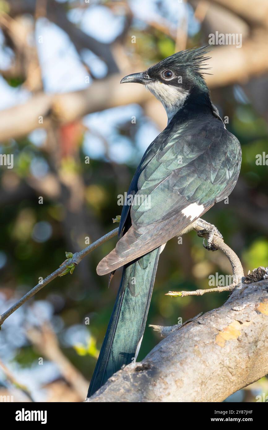 Pied Cuckoo or Jacobin Cuckoo ( Clamator jacobinus) Limpopo, South ...