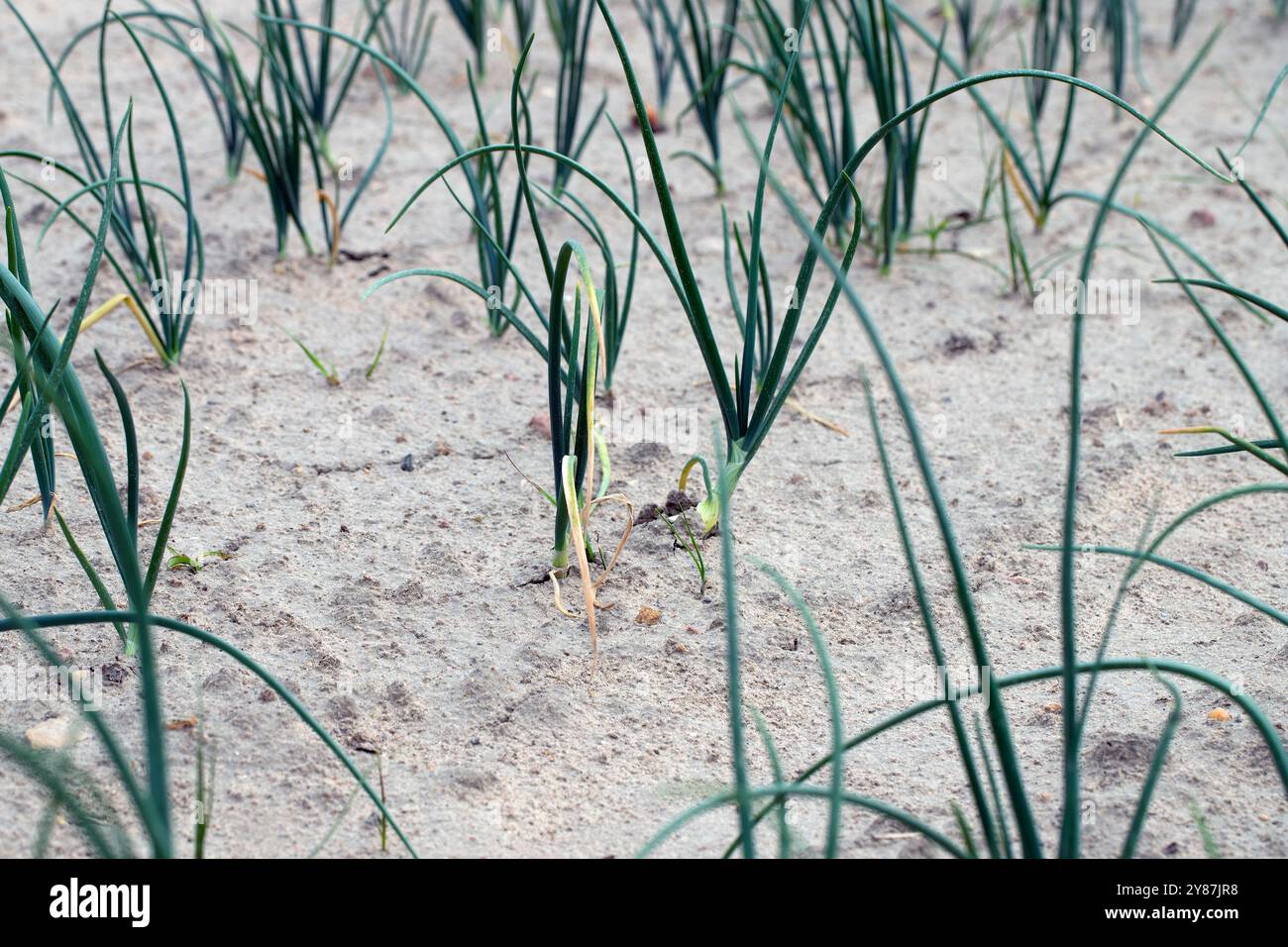 Withering onion leaves in a crop field. Symptoms of root damage by ...