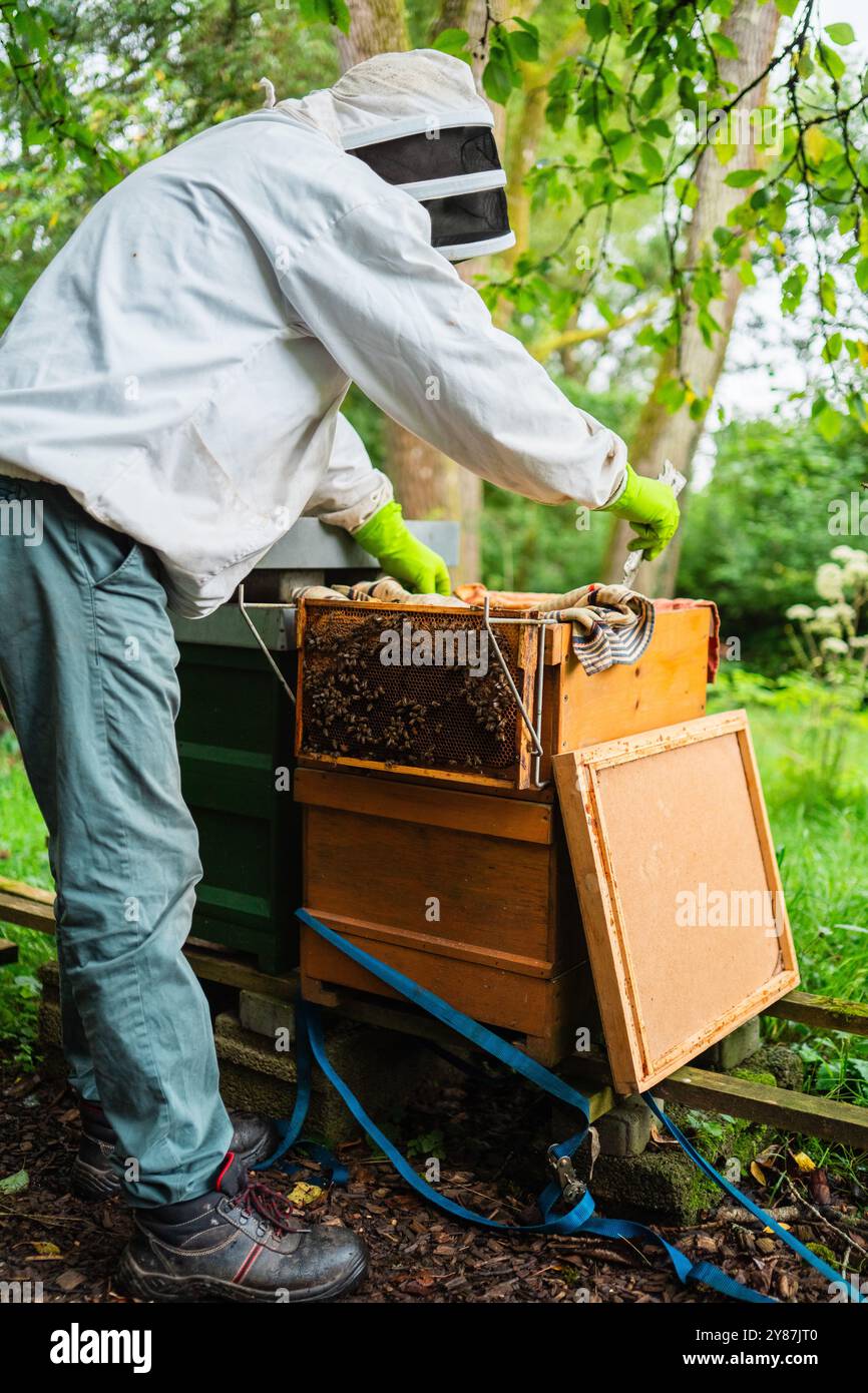 Beekeeper Evaluating the Beehive While one Hive with Bees is Hanging ...