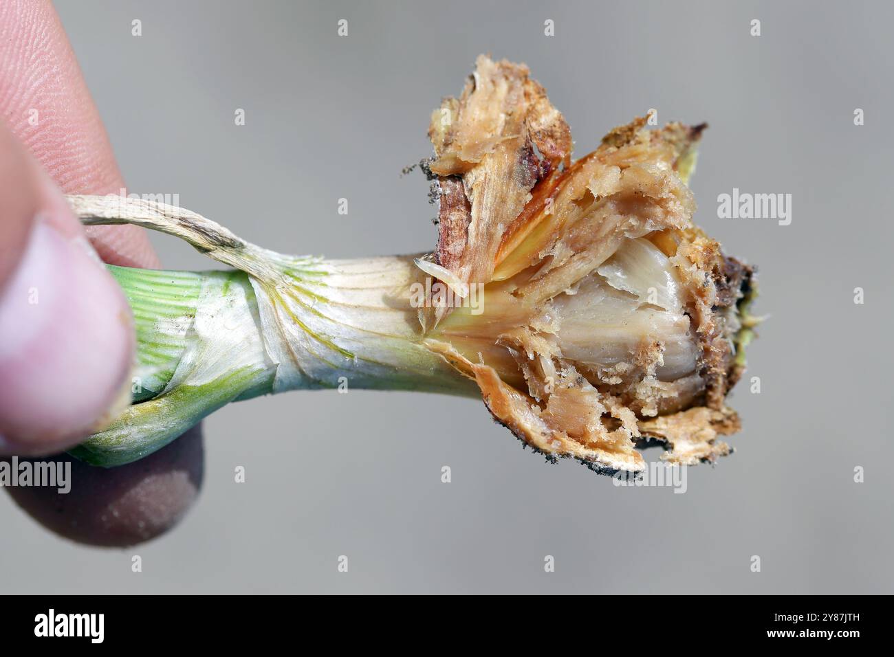 Onion damaged by Fly larva Delia antiqua, commonly known as the onion ...