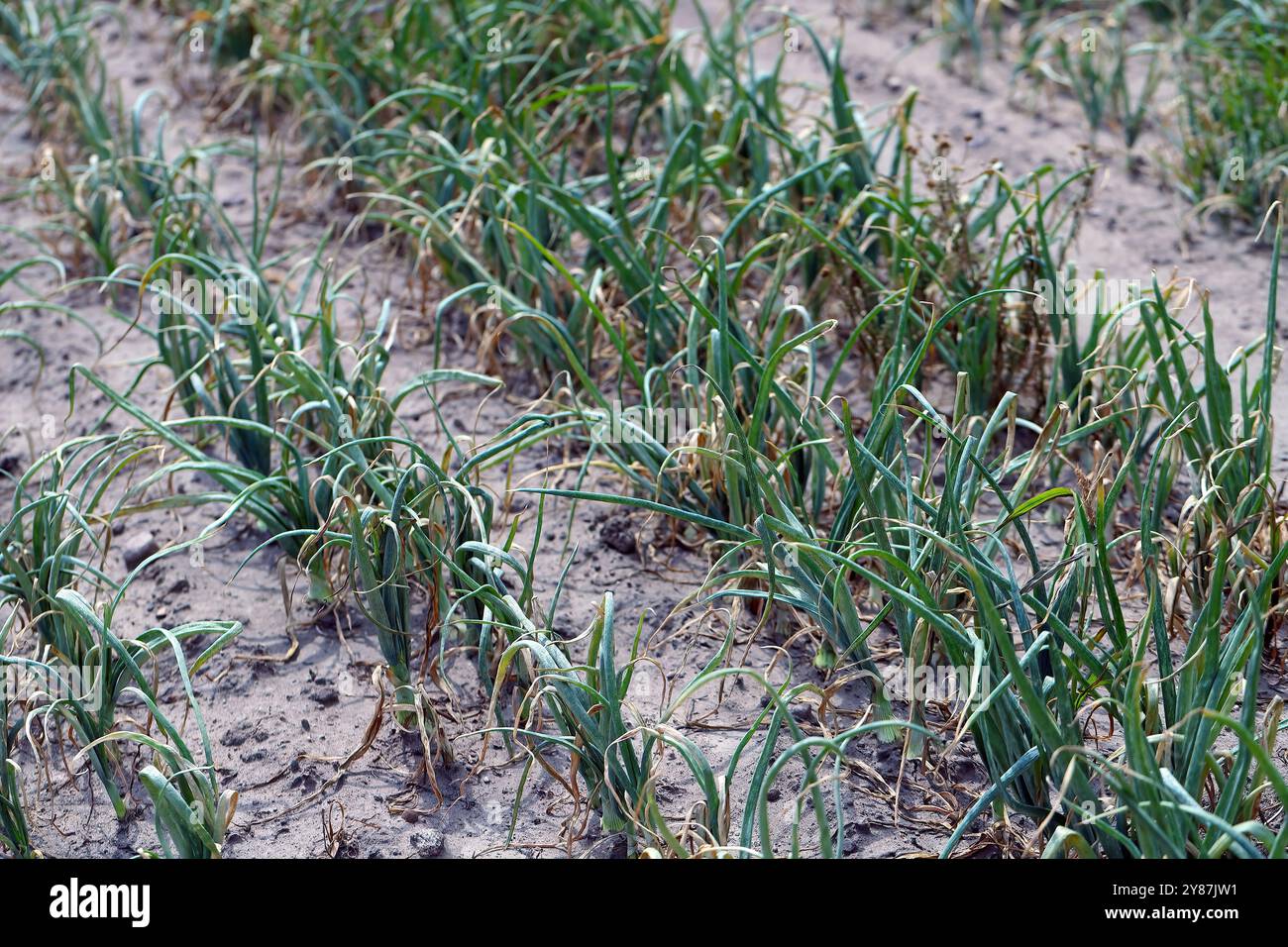 Onion plantation with chives seriously damaged by thrips Stock Photo ...
