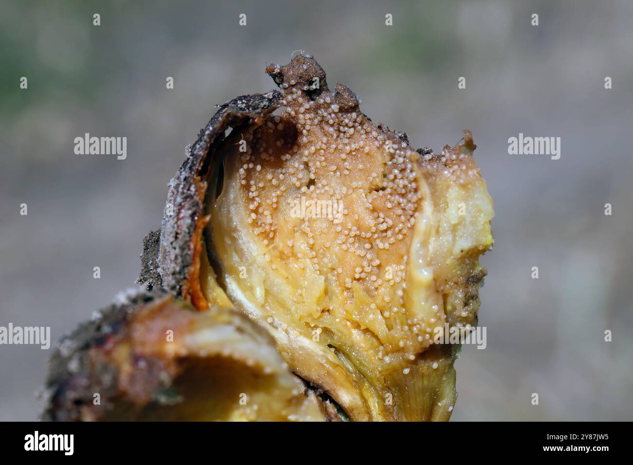 Bulb mite, potato root mite, Rhizoglyphus echinopus. The pest damages ...