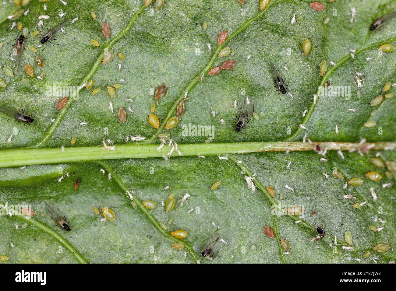 Agriculture - Green peach aphid, Myzus persicae. A colony of larvae ...