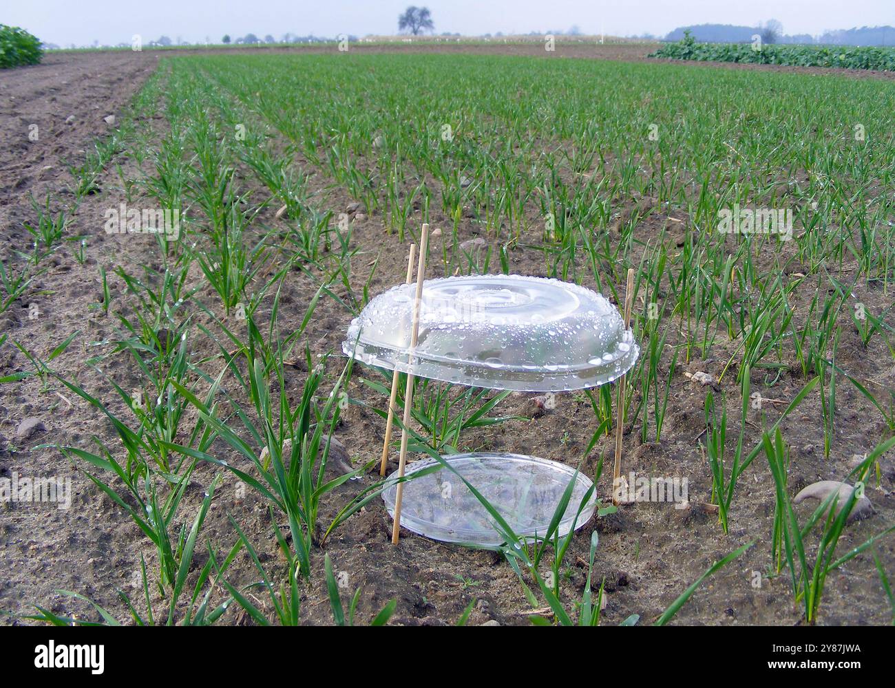 A trap for insects, crop pests, a container of preservative liquid and ...