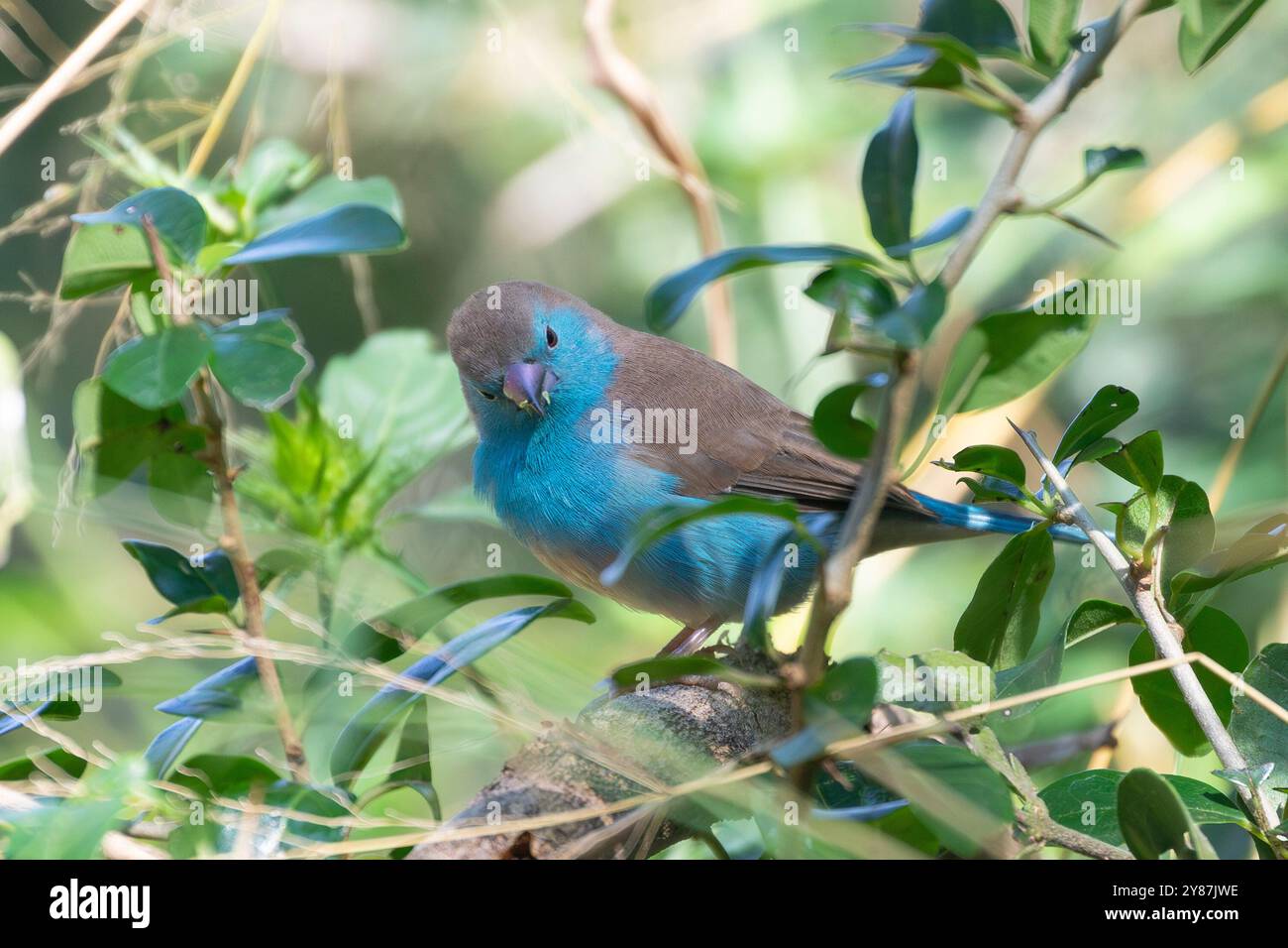 Blue Waxbill (Uraeginthus angolensis) male also called southern blue ...