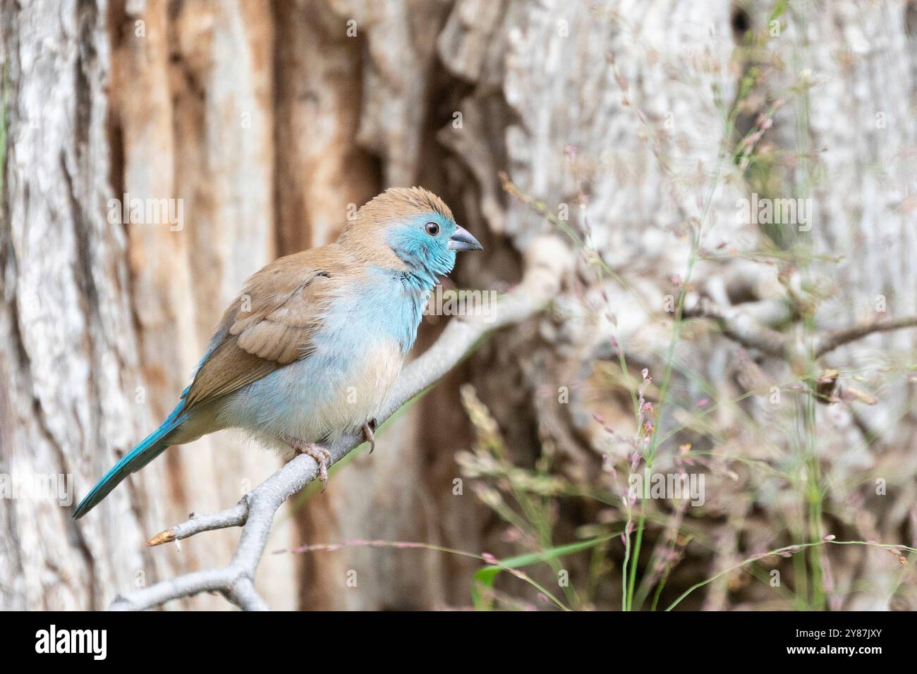 Blue Waxbill (Uraeginthus angolensis) female also called southern blue ...