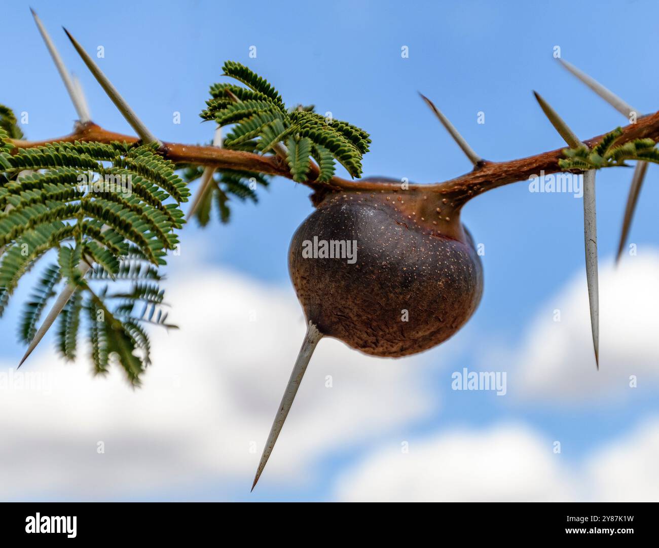 Whistling thorn acasia (Vachellia drepanolobium) with needle-like and ...