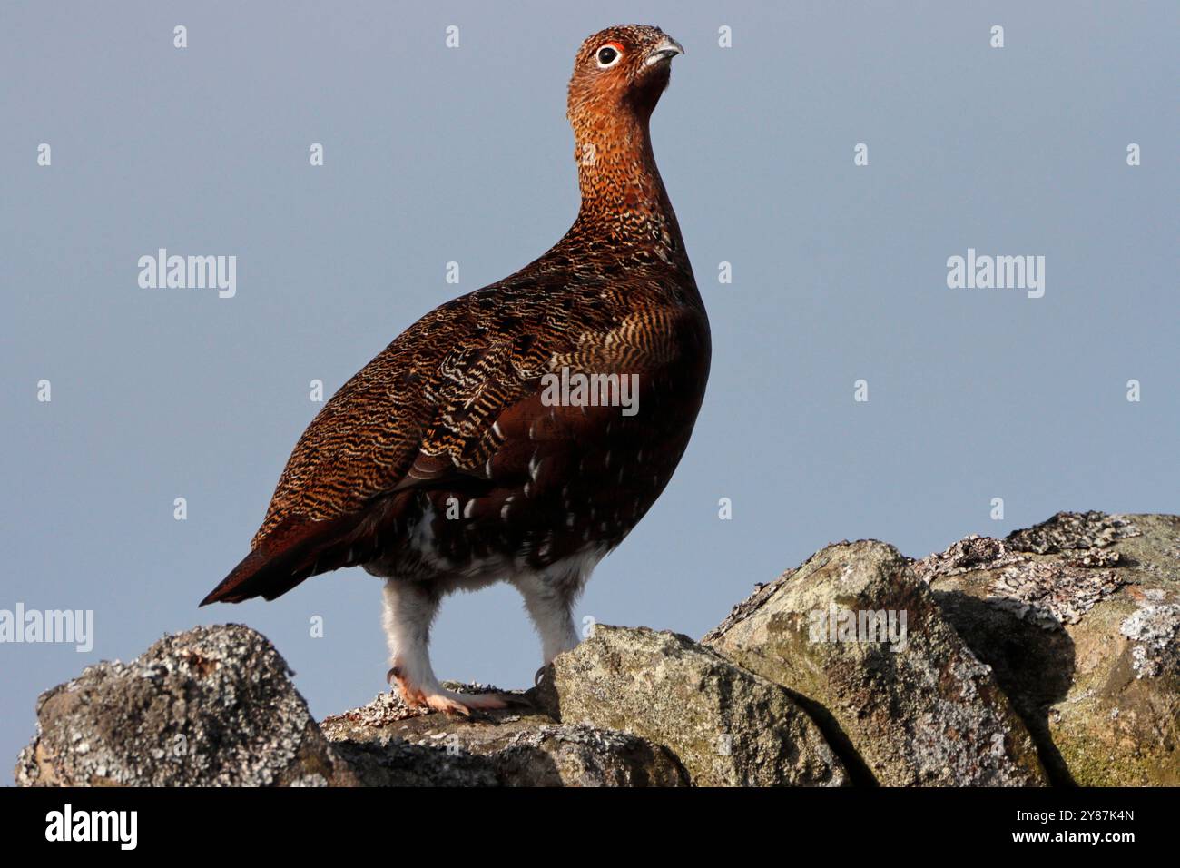 Red grouse on dry stone wall hi-res stock photography and images - Alamy