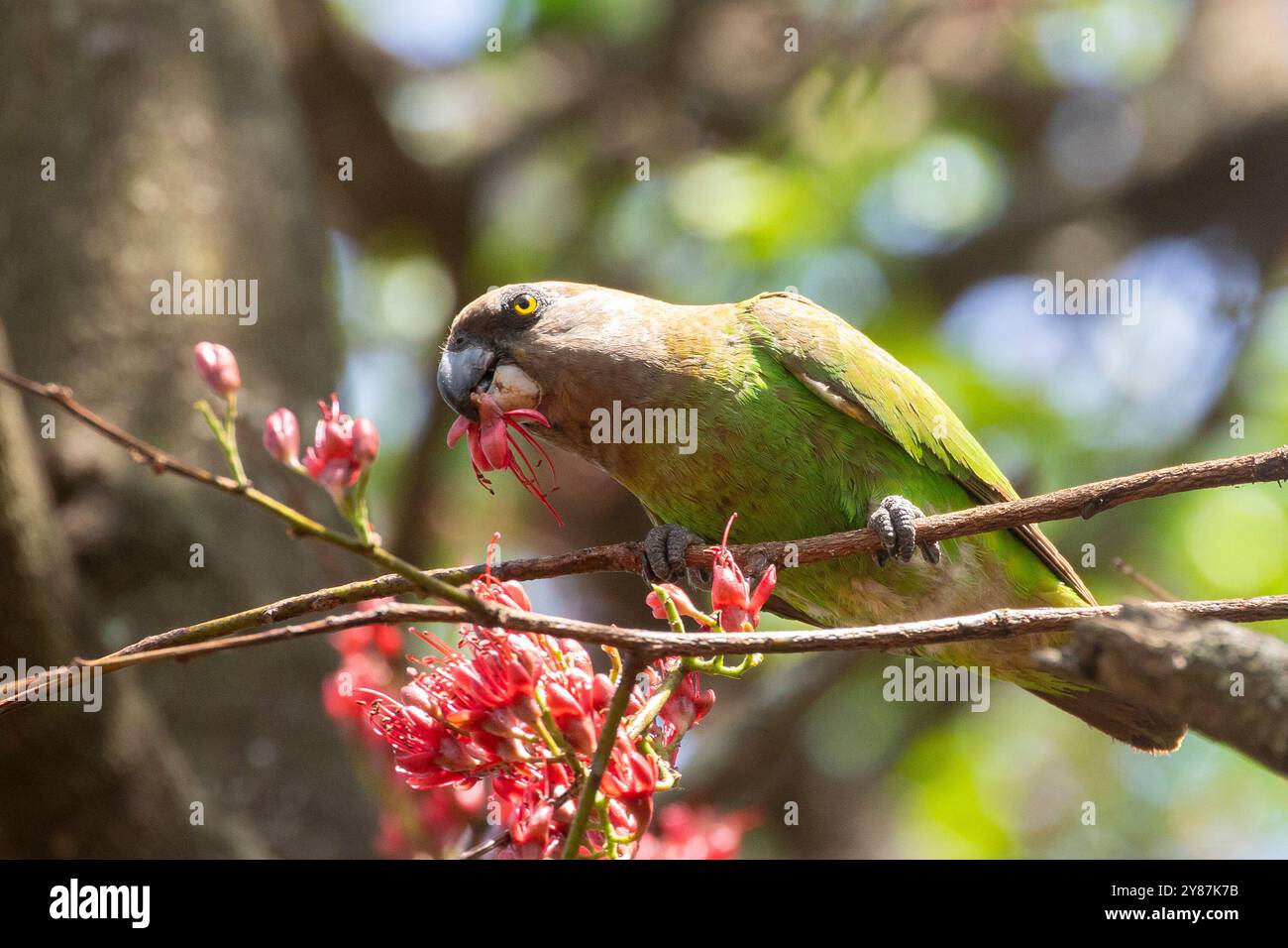 Feeding on weeping boer bean flowers hi-res stock photography and ...