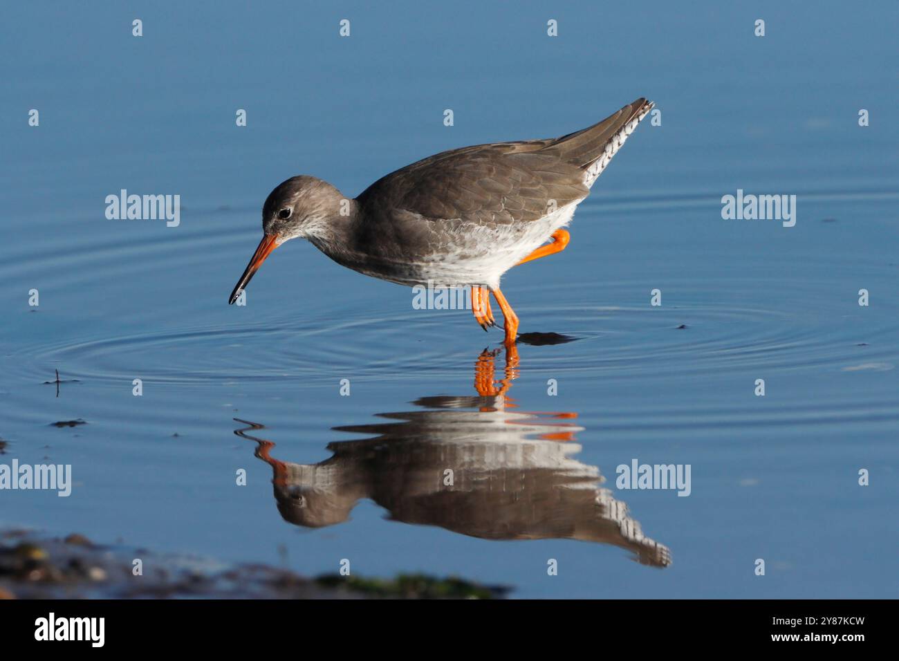 REDSHANK (Tringa totanus), UK Stock Photo - Alamy