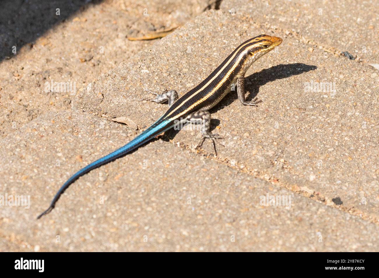 African Five-lined Skink or Rainbow Skink (Trachylepis margaritifera ...
