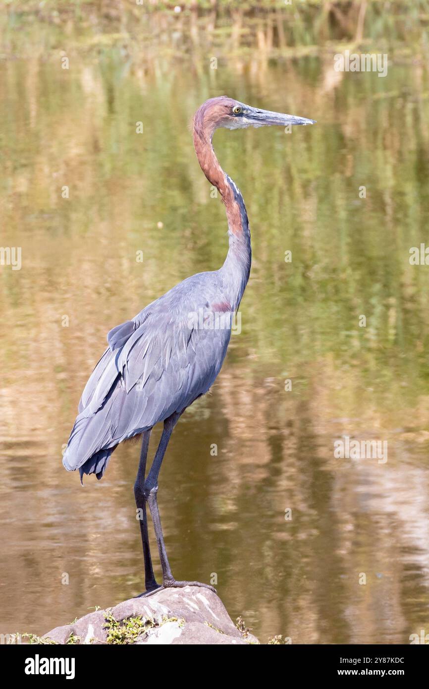 Goliath Heron (ardea goliath Stock Photo - Alamy