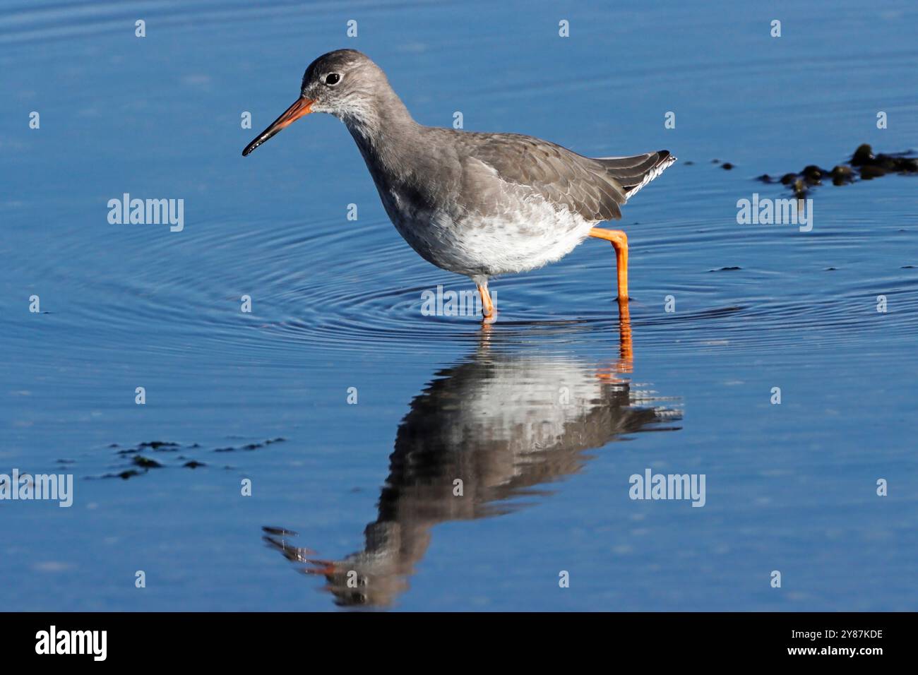 Birdlife of holy island hi-res stock photography and images - Alamy