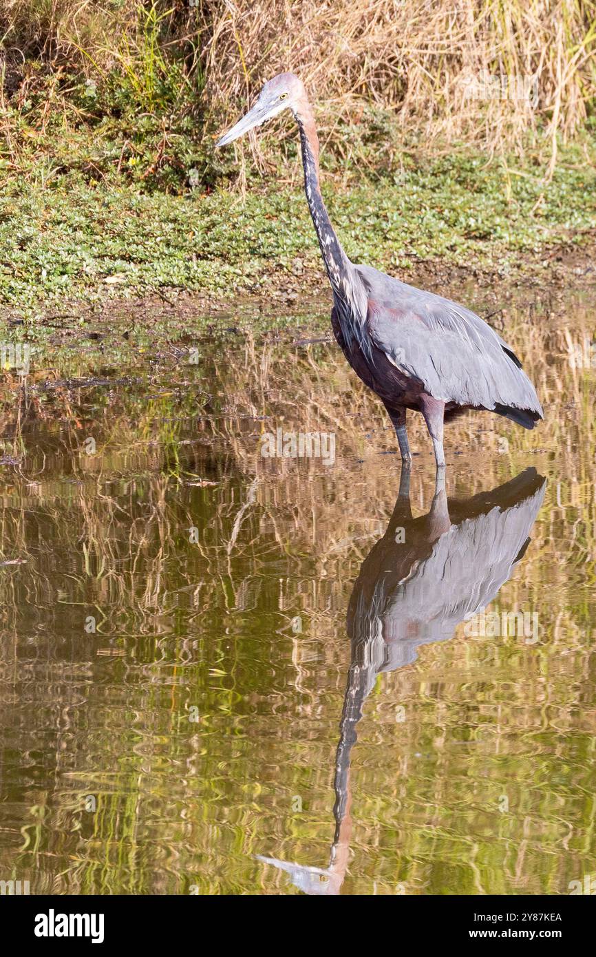 GOLIATH HERON (Ardea Goliath) fishing in a river with reflection ...