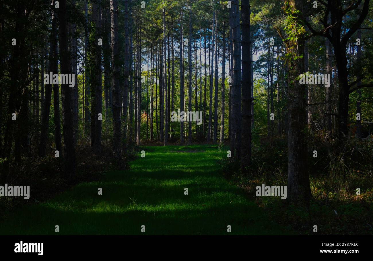 Scenic undergrowth hi-res stock photography and images - Alamy