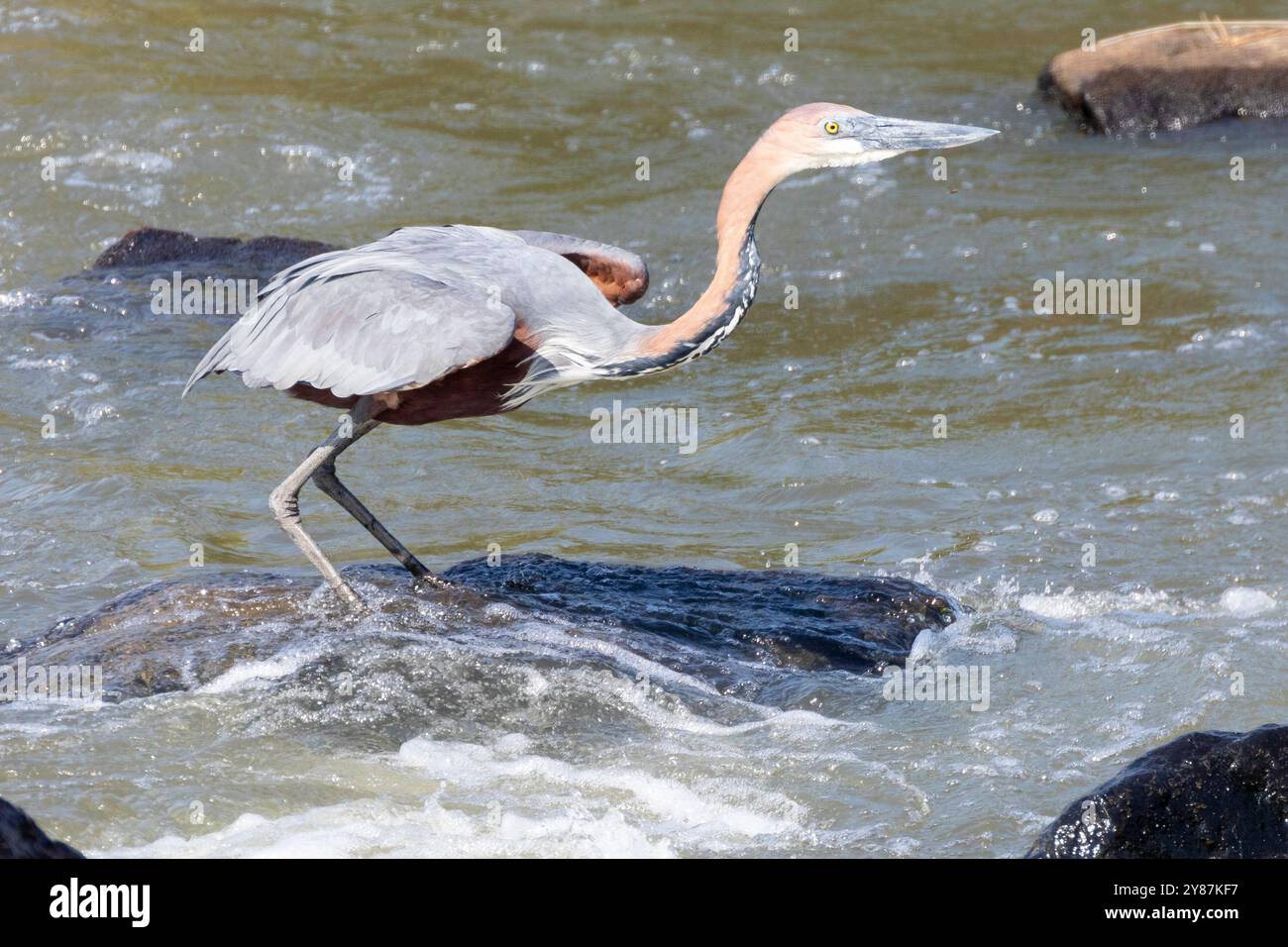 Goliath Heron (ardea goliath) fishing in rapids Kruger National Park ...