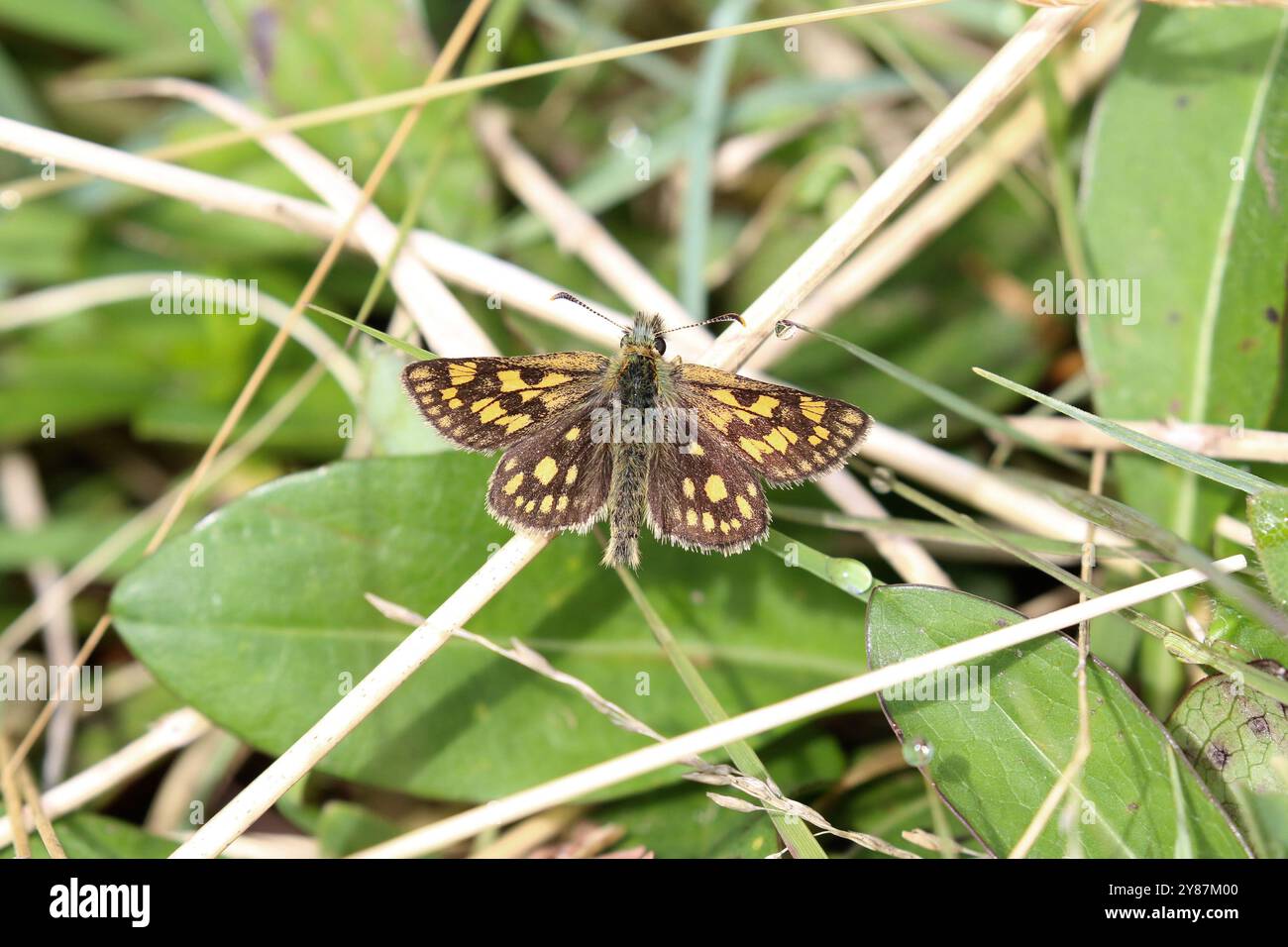 Chequered Skipper or Arctic Skipper Butterfly male - Carterocephalus ...