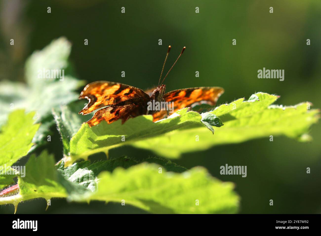 Comma Butterfly - Polygonia c-album Stock Photo - Alamy