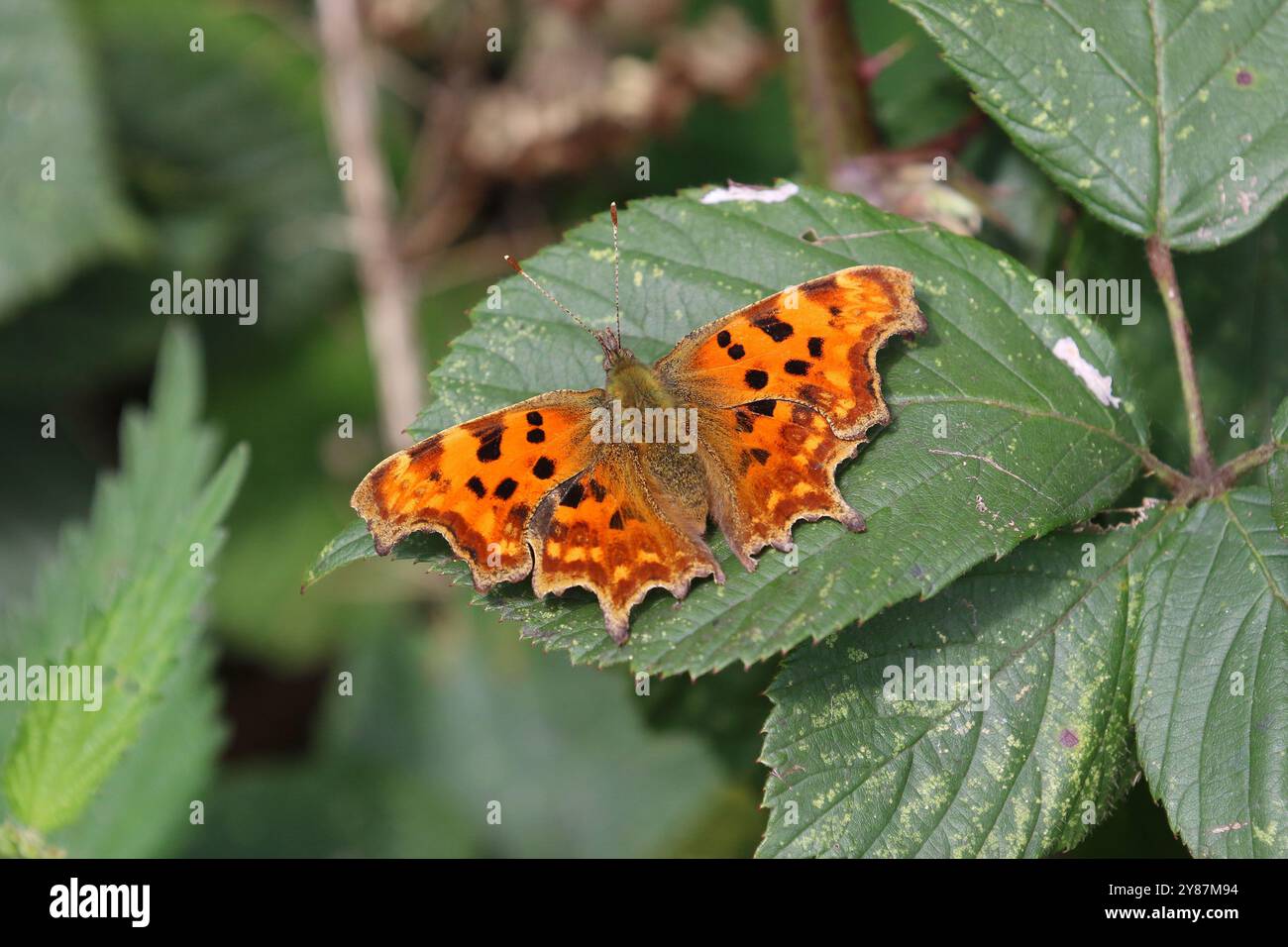 Comma Butterfly - Polygonia c-album Stock Photo - Alamy